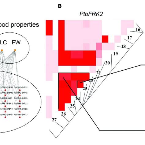 The Single Snp Based Associations And The Haplotype Based