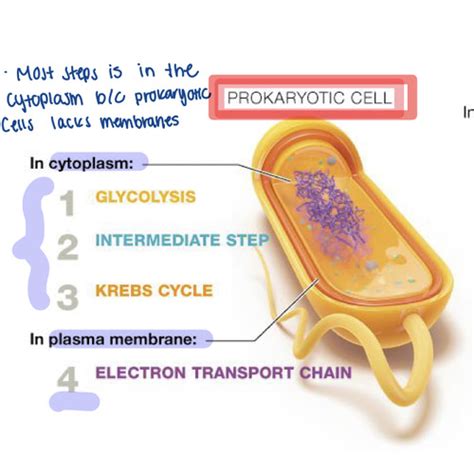 Exam 1 Metabolism Carbohydrate Metabolism Respiration And Fermentation Flashcards Quizlet