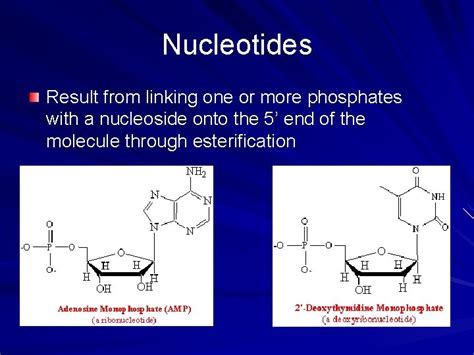 Nucleotides Chemistry Dr Amena Rahim Biochemistry The Whole