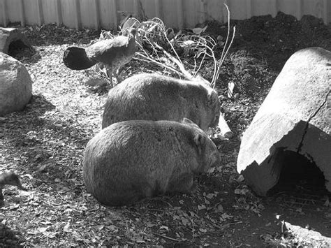 Global Histogram Transfer