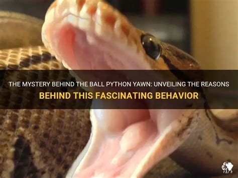 The Mystery Behind The Ball Python Yawn Unveiling The Reasons Behind This Fascinating Behavior