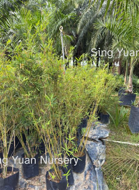 Bambusa Multiplex ‘chinese Dwarf Bamboo Buluh Pagar Sing Yuan
