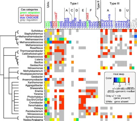dn ds ratios of cas genes scaled by the median dn ds ratio of the