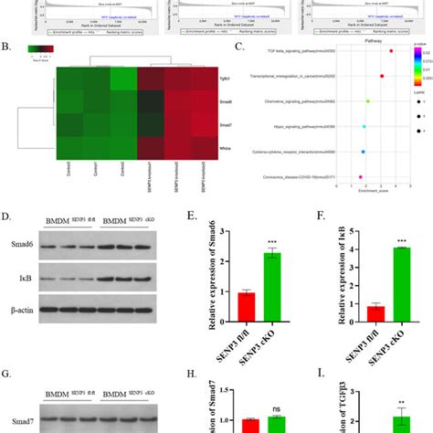 Senp3 Loss Activated Smad6 Signaling In Macrophages A An Enrichment