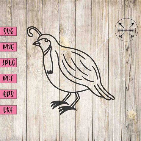 Quail Svg Quail Clipart Quail Bird Bird Svg Bird Clipart Bird