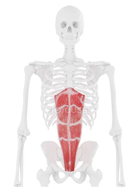 Human Skeleton With Red Colored Rectus Abdominis Muscle Digital