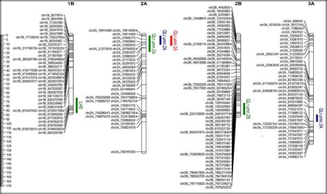 Quantitative Trait Loci Mapping Reveals The Complexity Of Adult Plant Resistance To Leaf Rust In