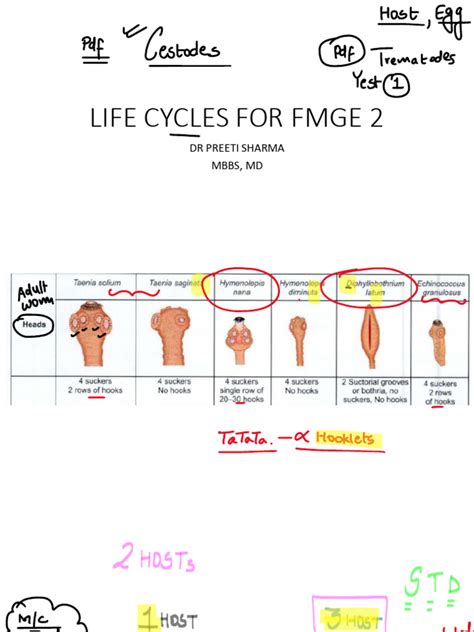 Life Cycles For Fmge 2 Cestodes Pdf