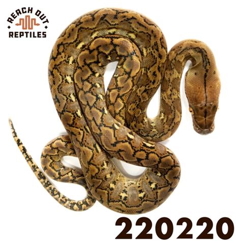 Super Dwarf Wild Type Reticulated Python By Reach Out Reptiles Llc