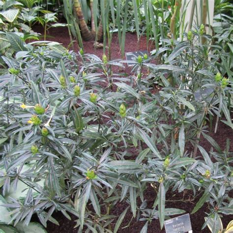 Barleria lupulina : Hop-headed barleria