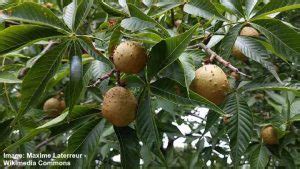 Trees With Spiky Seed Balls With Pictures Identification Guide
