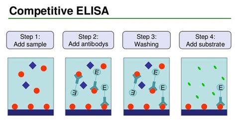 Four Types Of Elisa Assay