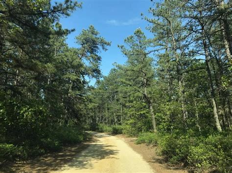 Take A Look At The Wild Orchids Of New Jerseys Pine Barrens Photos