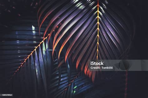 녹색 야자 잎 패턴 텍스처 추상적 배경 그래픽 디자인 열대 여름과 자연 환경 개념을위한 공간을 복사합니다 0명에 대한 스톡 사진 및 기타 이미지 Istock