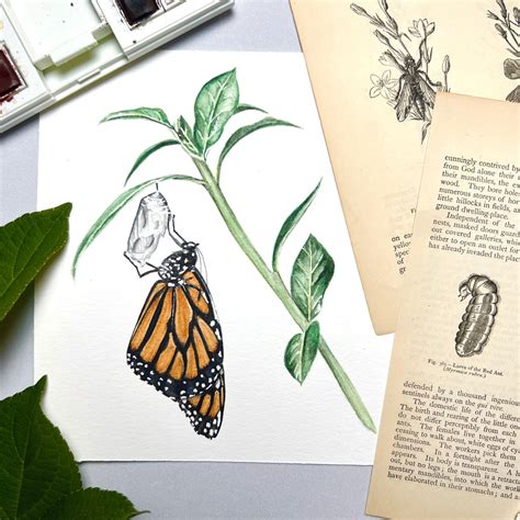 Watercolor Monarch Butterfly Art Print Earthy Butterfly Chrysalis