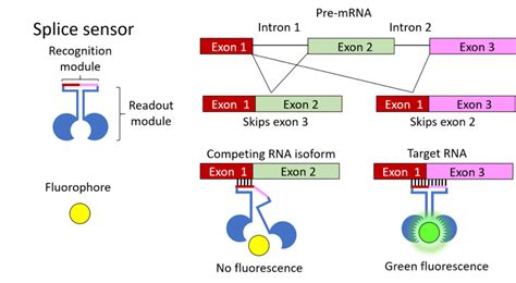 Rna Splicing Detection Sensors Lucerna Technologies