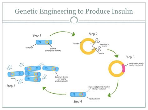 Genetic Engineering Ppt Download