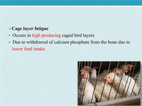 Factors Influencing The Nutrient Requirements In Poultry PPTX Nutrition Healthy Living