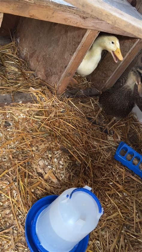 Is Anyone Good At Sexing A Duck By Its Voice The Pekin Duckling Is