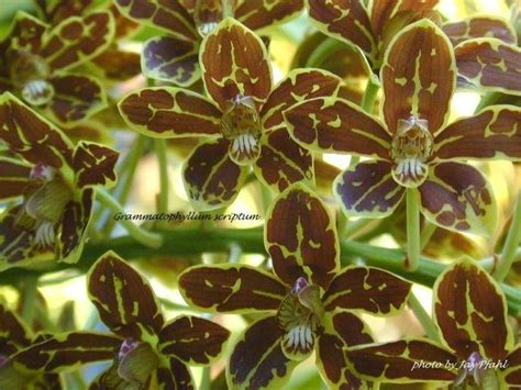 Grammatophyllum Scriptum Alchetron The Free Social Encyclopedia