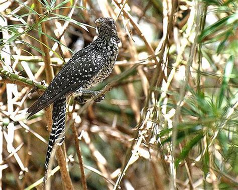 噪鹃海南亚种图册360百科