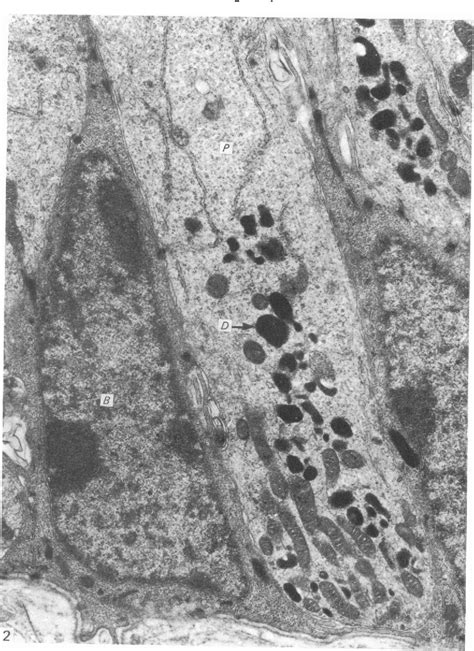 Figure 1 From Ultrastructure Of The Ductus Epididymidis Of The Echidna