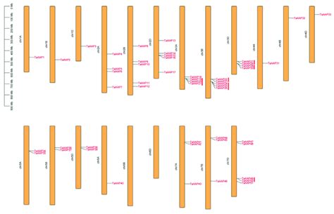 Chromosomal Localization And Gene Duplication Events Of Taaap Genes