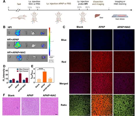 Ex Vivo Autophagy Imaging In Mice A Illustration Of Mice Model