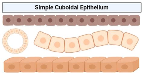 Simple Cuboidal Epithelium Structure Functions Examples