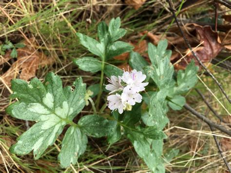 Hydrophyllum Occidentale Calflora