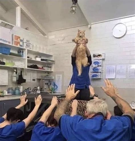 All Hail The Cat Blank Template Imgflip