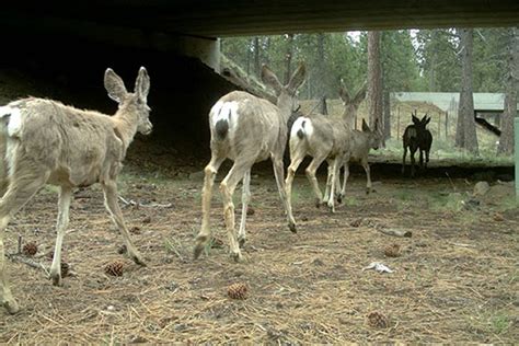 Watch Out For Wildlife This Fall During Peak Migration Season For Deer
