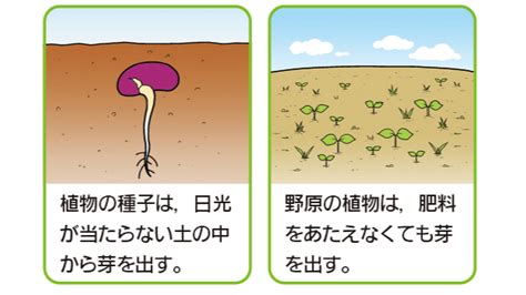 植物の成長には何が必要？発芽と成長の条件をわかりやすく解説｜進研ゼミ小学講座 小学生向け通信教育