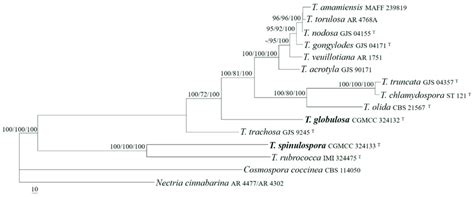 The Maximum Likelihood Tree Inferred From Combined Act Its Lsu Rpb1