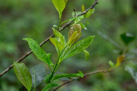 Premium Photo Native Yerba Mate Tree Ilex Paraguariensis In Organic