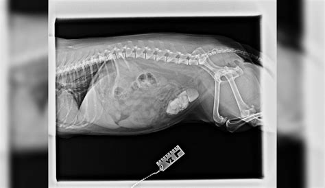 Cystotomy Case As Gatton Gatton Veterinary Surgery