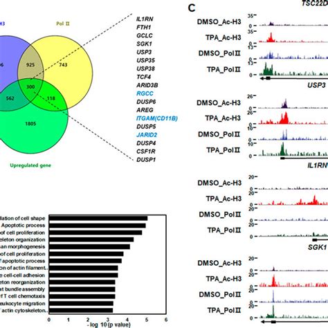 occupancy of ach3 and rna pol ii was confirmed by chip assay on target