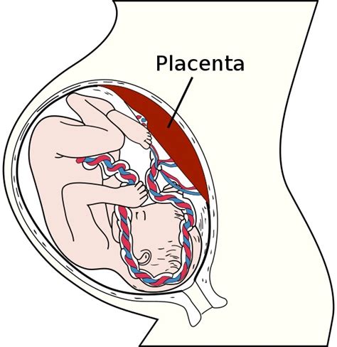 Difference Between Placenta And Uterus Pediaacom