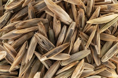 Lolium Perenne Seeds Macrophotograph Stock Image C0542866