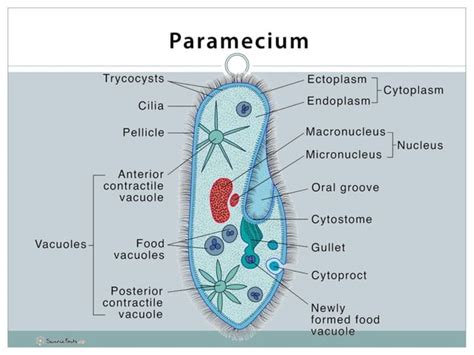 Structure And Reproduction Of Paramecium Pptx Reproductive Health