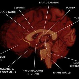 Above Shows The Primary Brain Regions Involved In Human Sexual Download Scientific Diagram