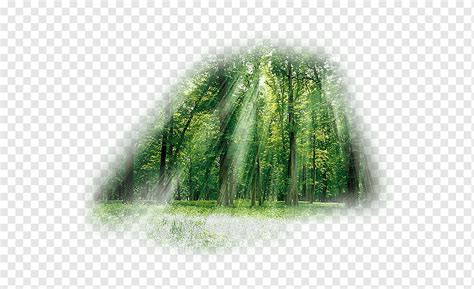 숲 풍경화 자연 나무 숲 풍경 잔디 바탕 화면 배경 화면 Png Pngwing