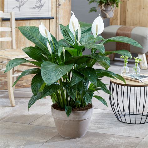 Spathiphyllum Peace Lily House Plant Live Indoor House Potted Tree