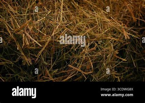 Passing Straw Close Up Animal Feed Bedding Stock Video Footage Alamy