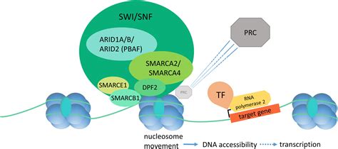 Frontiers Mutational Landscapes And Phenotypic Spectrum Of Swisnf