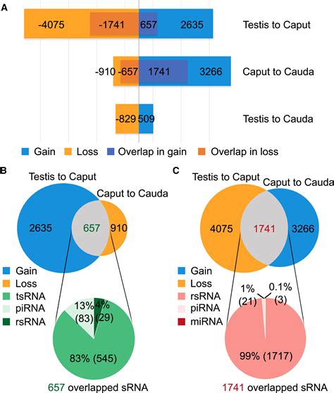 Small Rna Shuffling Between Murine Sperm And Their Cytoplasmic Droplets During Epididymal