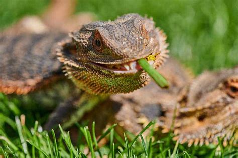 The Best Greens For Bearded Dragons