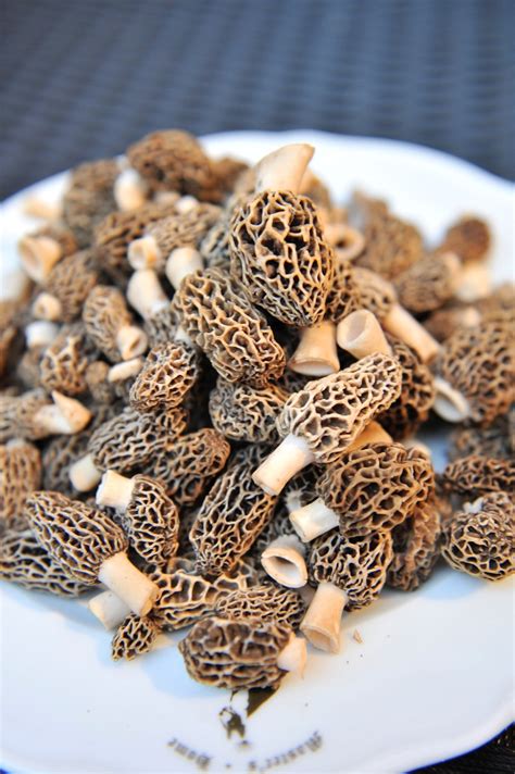 How To Find Morel Mushrooms And Avoid False Morels