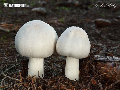 Agaricus Xanthoderma Pictures Yellow Stainer Images Nature Wildlife Photos Naturephoto