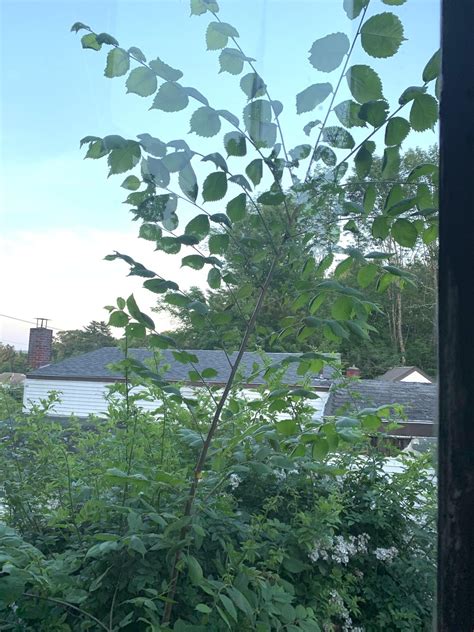 Elm Tree Sapling Prune Rarborists